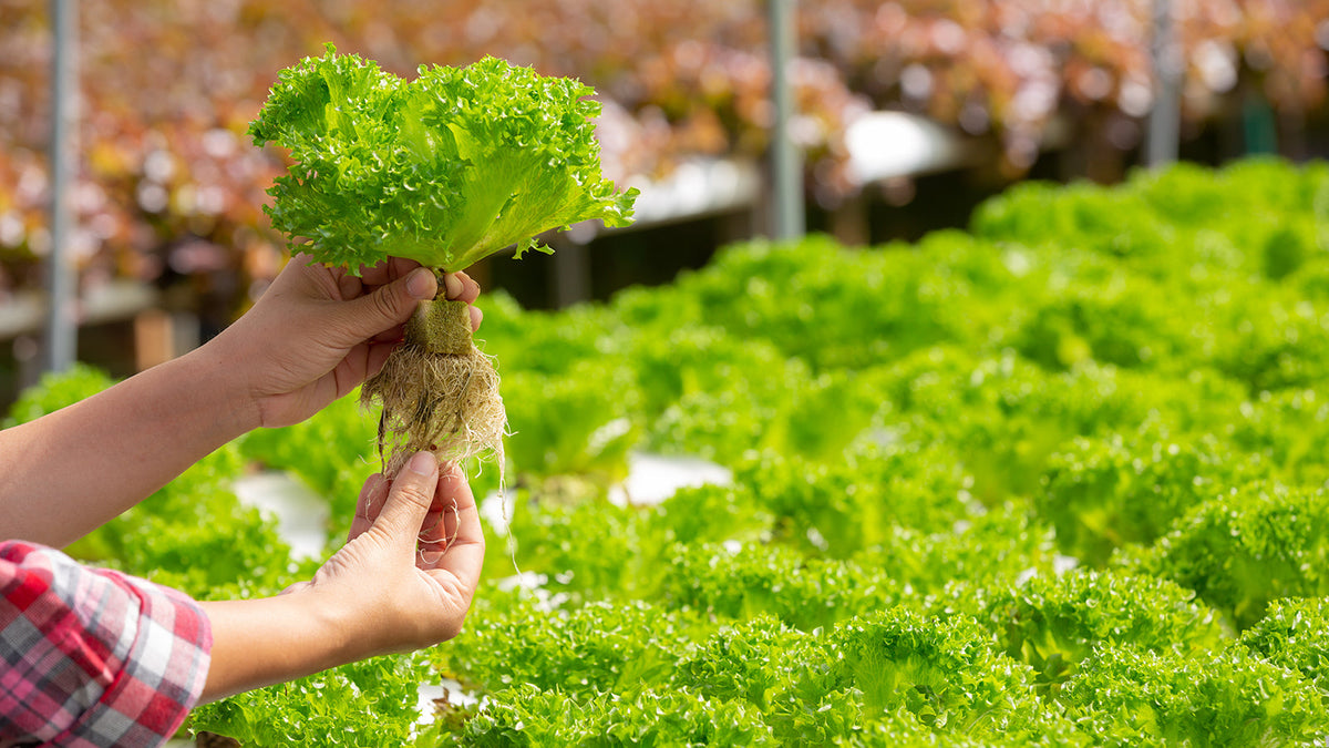 Why it's important to filter water for Hydroponics — iFilters